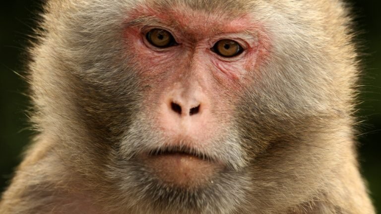 Zoológico japonês sacrifica 57 macacos para proteger espécie indígena ...