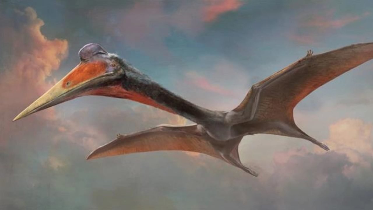Novo pterossauro encontrado no Canadá chegava a ter 10 metros
