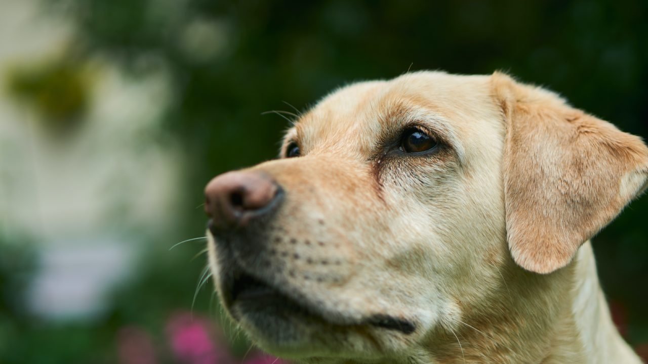 Labrador é a raça de cachorro favorita nos EUA; confira o top 10